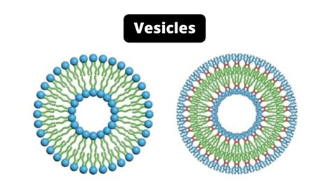 Vesicles Definition Structure Types And Functions Biology Notes