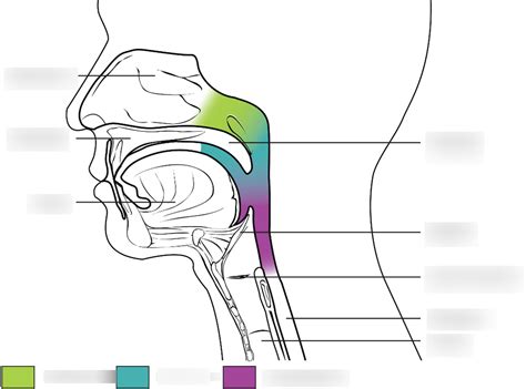Respiratory System Pt 2 Lab Practical 3 Diagram Quizlet