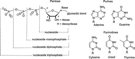 Structure Of Nucleoside
