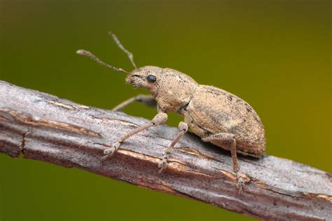 Fuller Rose Beetle Identification Life Cycle Facts And Pictures