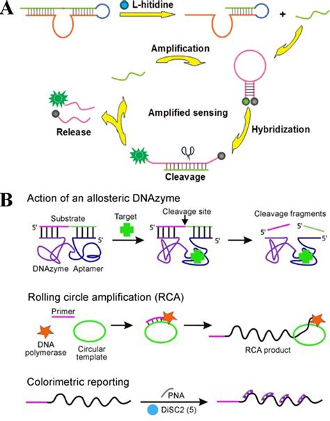 Stimuli‐responsive Rna‐cleaving Dnazyme For Biomedical Application