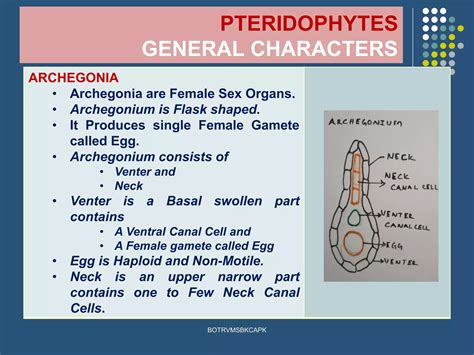 4 1 Pteridophytes General Characters And Economic Importance Pdf