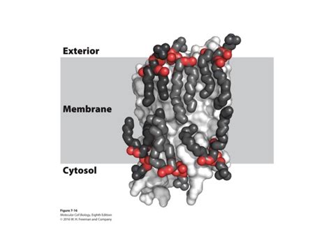Chapter 7 Biomembrane Structure Chapter 7 Biomembrane Structure