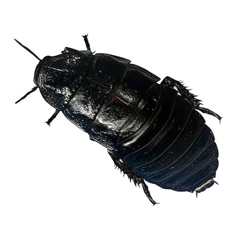 1 Ct Adult Male Live Gromphadorhina Sp “black Tiger Hissing Cockroach