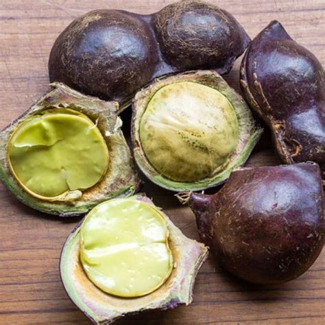 Mengupas Manfaat Jengkol Yang Jarang Diketahui Tanamanmart