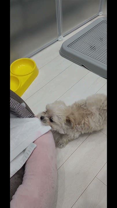 견생 65일만에 새 집이 생겼어요 Youtube