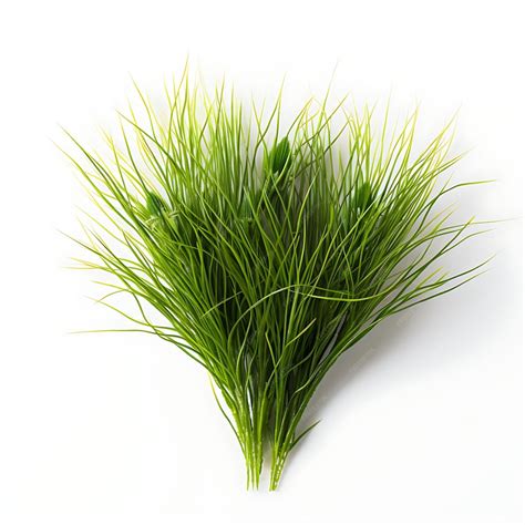Premium Photo Eleocharis Acicularis Slender Grasslike Leaves Forming
