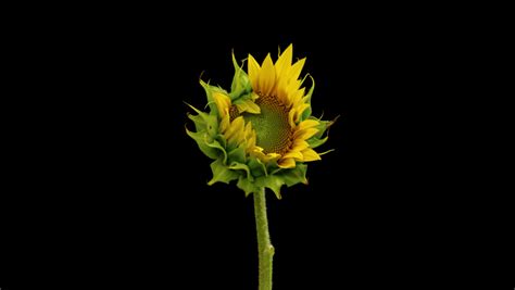 Sunflower Time Lapse Stock Video Footage 4k And Hd Video Clips