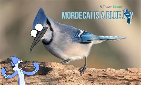 What Bird Is Mordecai Get Facts Here