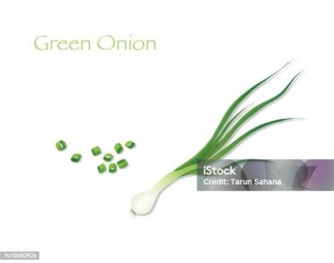 흰색 배경에 고립 된 녹색 봄 양파 신선한 컷 녹색 양파의 그림 골파에 대한 스톡 벡터 아트 및 기타 이미지 골파 건강한 생활방식 건강한 식생활 Istock