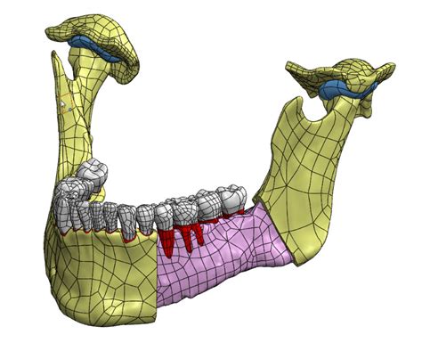Solid Cad Model Of The Mandible With The Temporomandibular Joint With Download Scientific