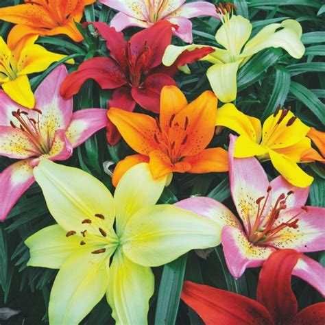Lily Joy Mixed Suttons