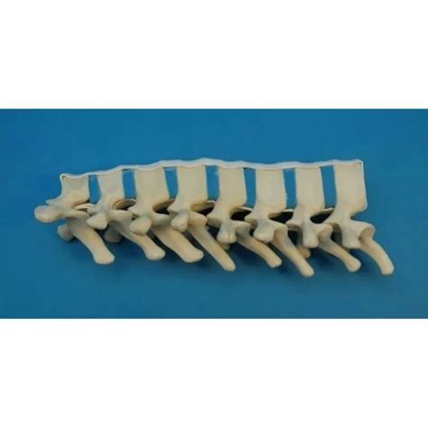 Pvc Thoracic Spine Model At ₹ 5800 Piece In New Delhi Id 8810877091
