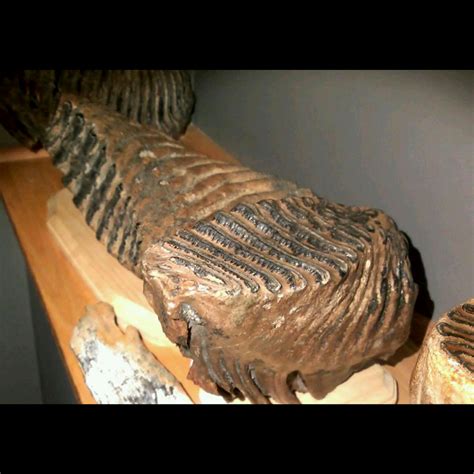 Huge Steppe Mammoth And Striaght Tucked Elephant Molars Member