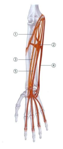Forearm Flexors And Extensors Flashcards Quizlet