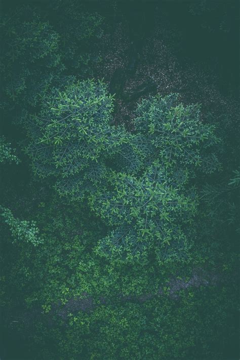 Free Images Landscape Tree Nature Grass Rock Branch Mountain