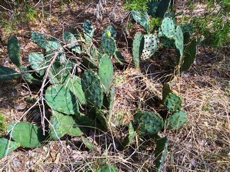 Opuntia Prickly Pear Cactus Eco Landscaping