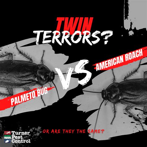 Palmetto Bug Vs Cockroach Tell The Difference Between Floridas Most