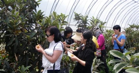 완도특산품 비파 본격 출하