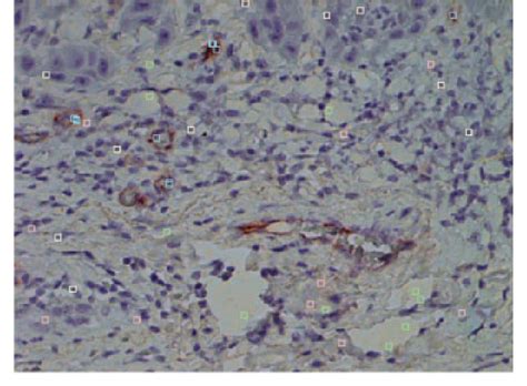 Automatically Chosen Samples Representing The Four Classes Download Scientific Diagram