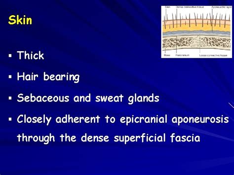 Scalp Definition Soft Tissue Covering The Cranial Vault