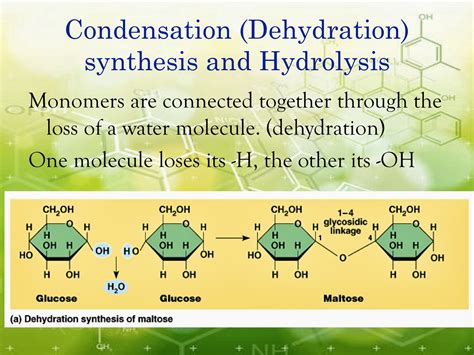 Ec Honors Biology Condensation Reactions