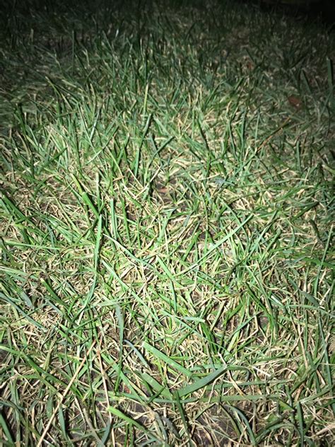 Rust Fungus LawnSite Is The Largest And Most Active Online Forum Serving Green Industry