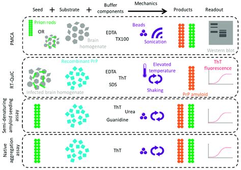 In Vitro Prion Amplification Assays A Direct Comparison Of The Main In Download Scientific