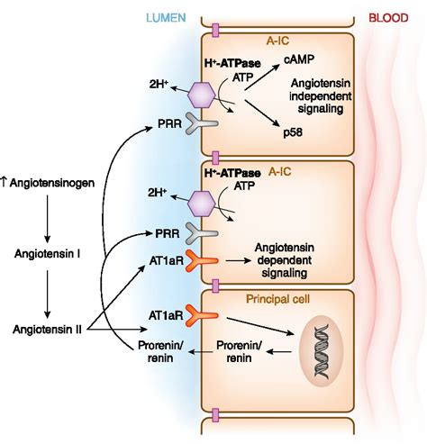 Figure 9 From Collecting Duct Intercalated Cell Function And Regulation Semantic Scholar