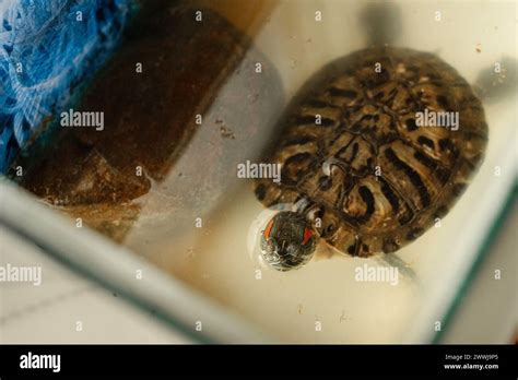 A Small Turtle Is Seen Sitting Inside A Glass Container Calmly