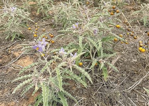 Syp Wrestles Invasive Silverleaf Nightshade