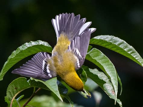 Identifying Warblers Owen Deutsch Photography