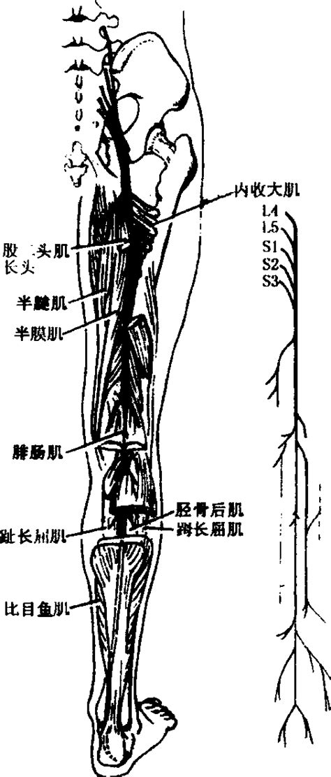 胫神经 运动医学 医学