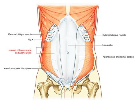 Abdominal Oblique Function External Oblique Muscle Wxefy