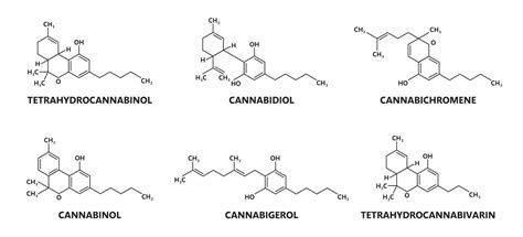 Cannabinoid Molecule Structure Chemical Formula 24395372 Vector Art At