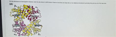 Solved On The Structure Of A Hemoglobin Tetramer Mark The