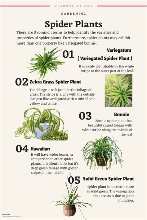 Spider Plants Information