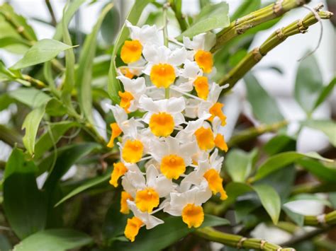 Dendrobium Orchid Plants How To Grow Dendrobium Orchids Gardening Know How