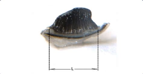 Showing The Length Of Base L Of The Pecten Oculi Download