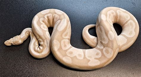 Lavender Snow Ball Python By Regius Creations Morphmarket