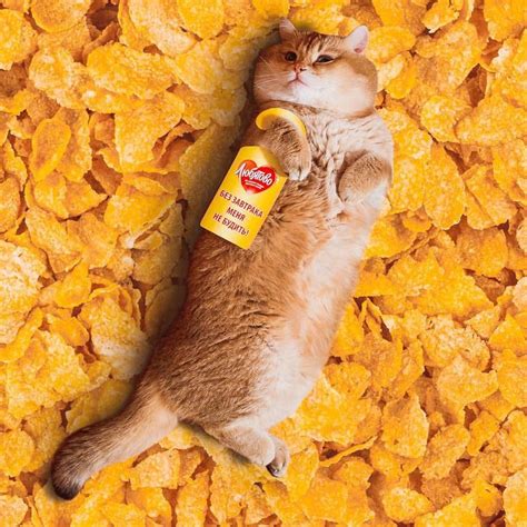 Cat Eating Cheetos 