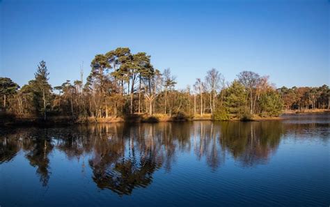 Wander Through Oisterwijks Magical Forests And Fens