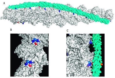 The Actin Triad Motif A Structure Of The Actin Tropomyosin Interface