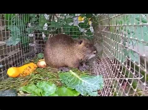Нутрії - YouTube