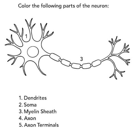 Neuron Coloring Sheet By Ms Gabes Classroom Tpt