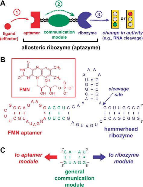 Rube Goldberg Goes Ribo Nuclear Molecular Switches And Sensors Made From Rna