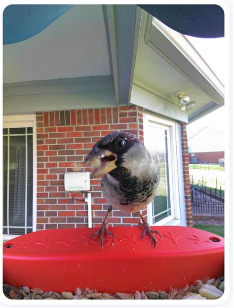 Algorithm Seems To Think This Is A House Sparrow Rbestofbirdbuddy