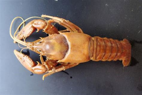 Broad River Spiny Crayfish Nc Wildlife