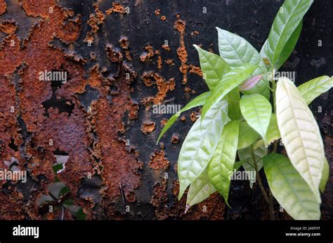 Metal Rusty Rust Abstract Old Backdrop Background Texture Colour Stock Photo Alamy