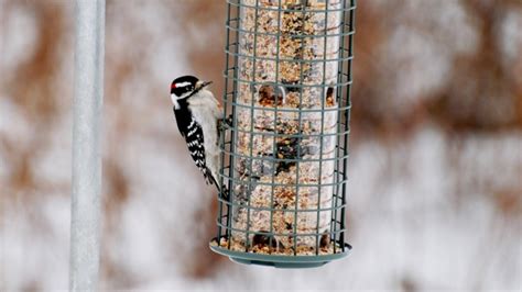 Feeding Woodpeckers In Winter 10 Ways To Help Them Survive